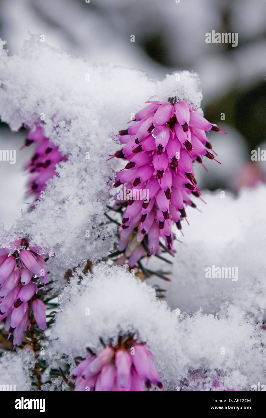 pink flowers in snow Stock Photo - Alamy
