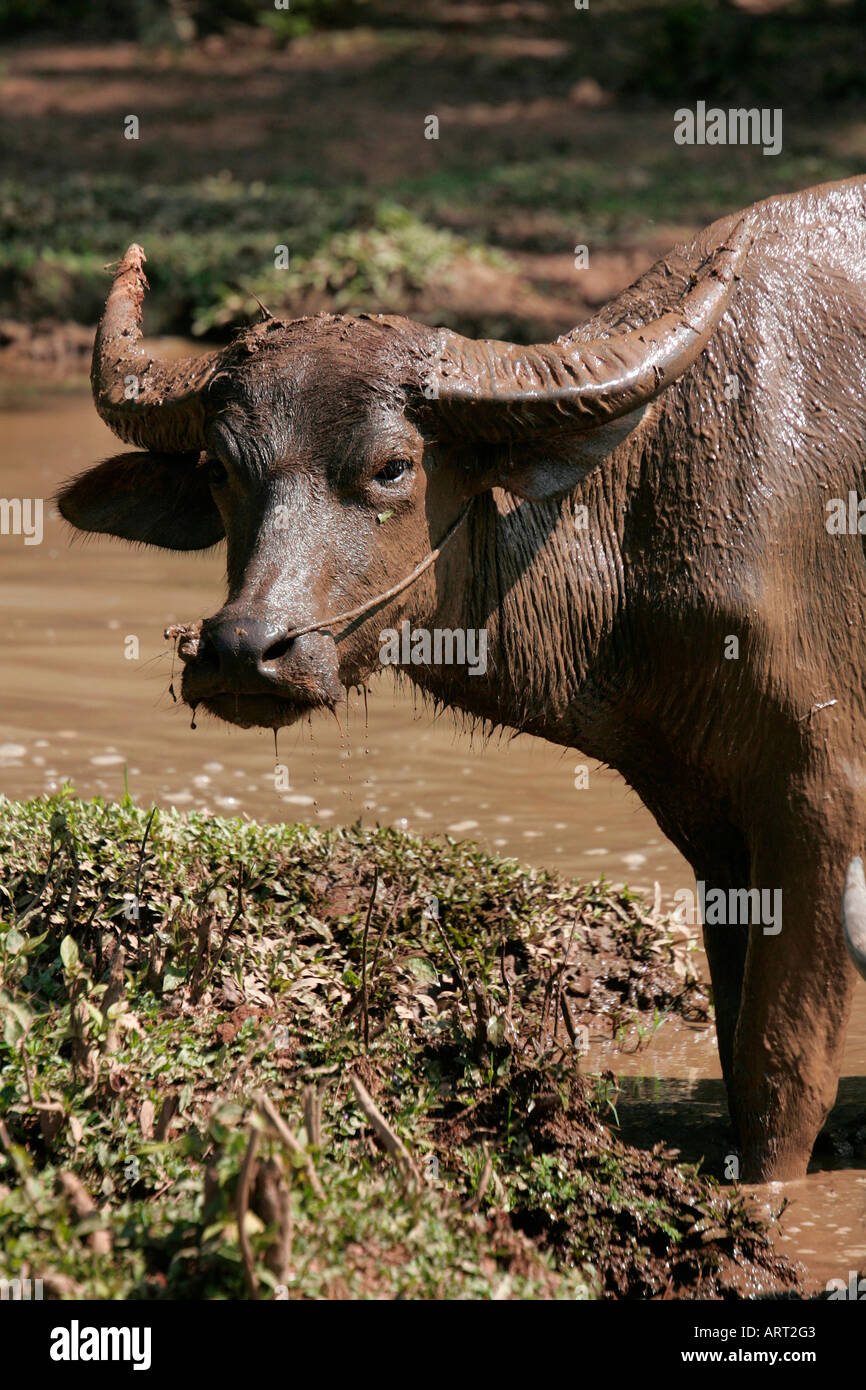 Water buffalo in mud pool hi-res stock photography and images - Alamy
