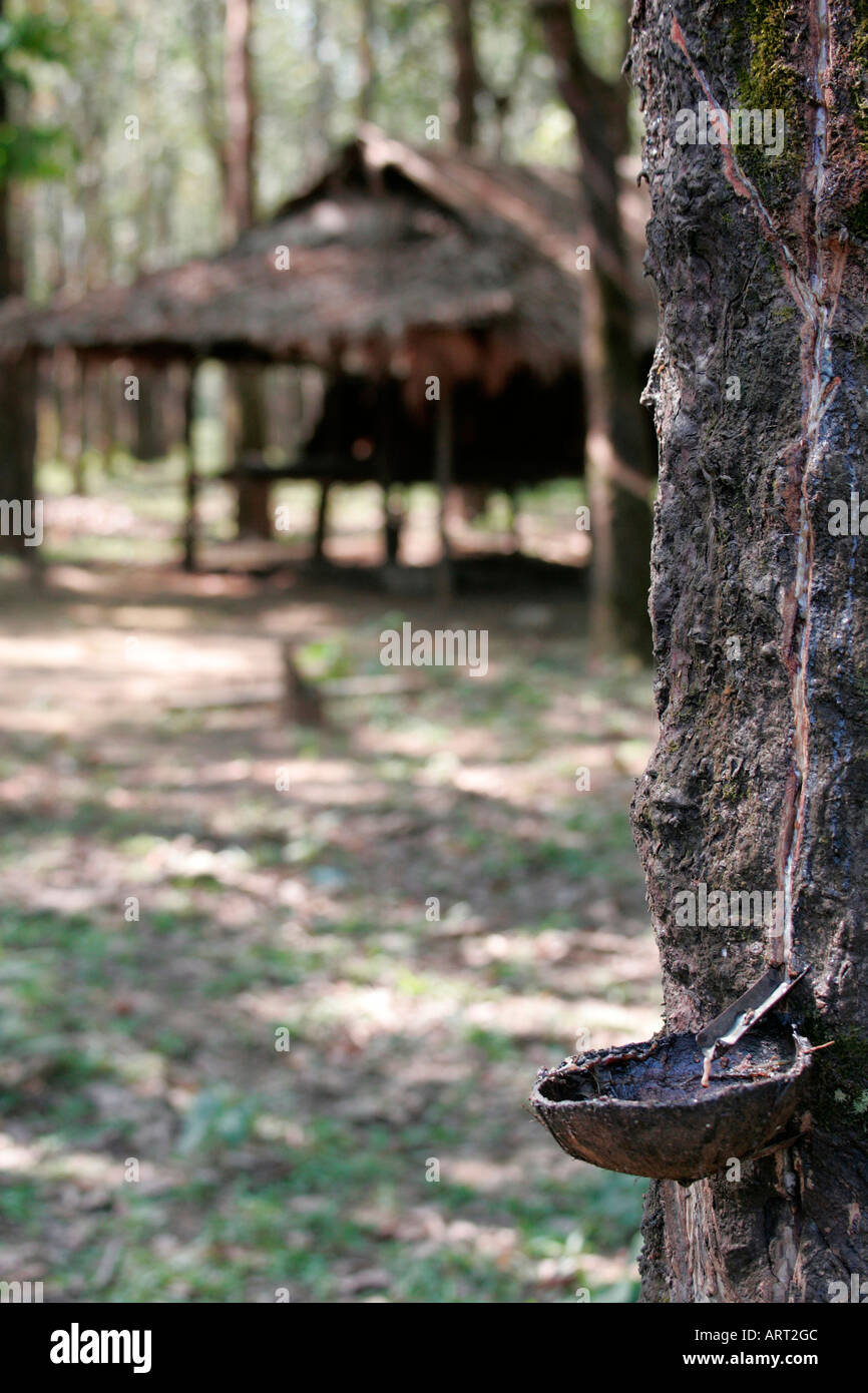 Rubber tapping near Kyaiktiyo, Lower Burma, (Myanmar Stock Photo - Alamy