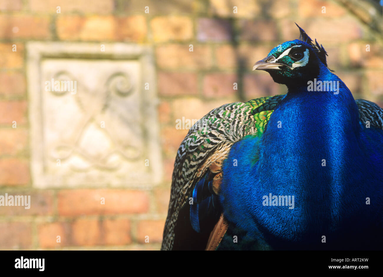 Peacock resting in the sun Stock Photo - Alamy