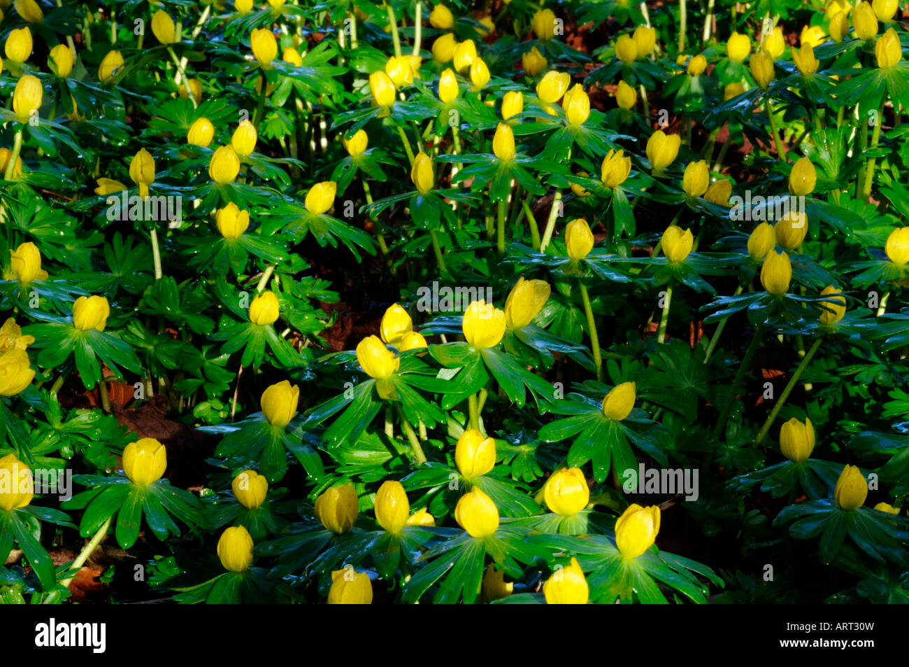 Aconites in bloom Stock Photo - Alamy