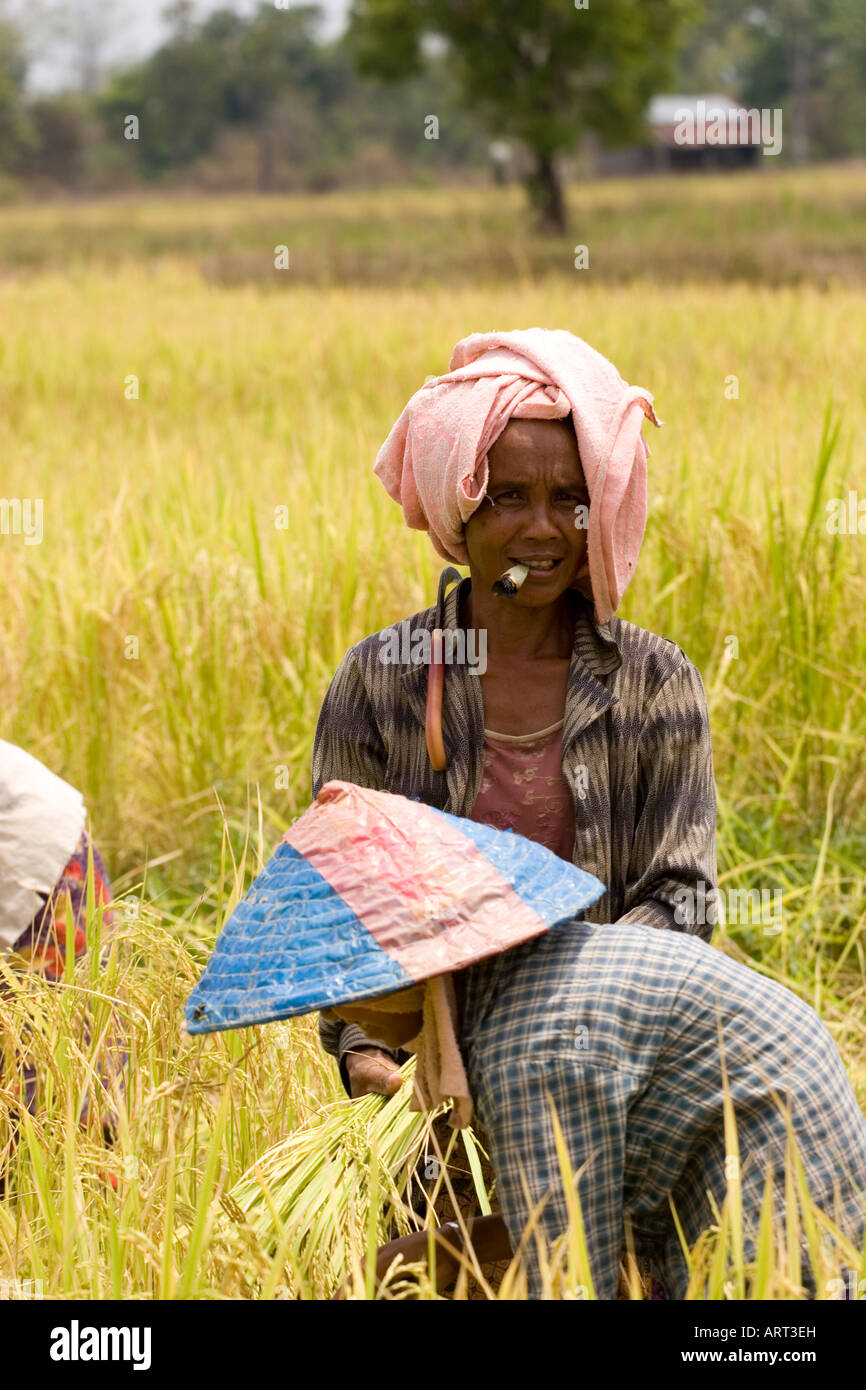 Women harvesting rice Attapeu province Laos Stock Photo - Alamy