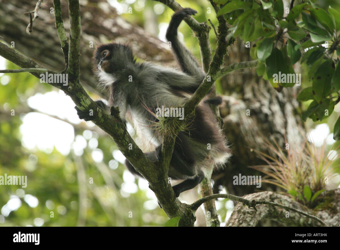Spider Monkey in Tikal Stock Photo - Alamy