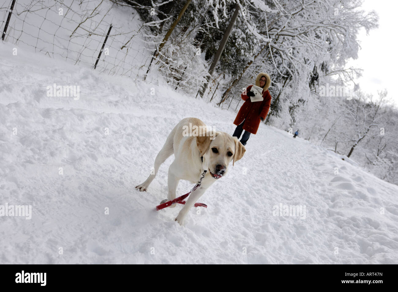Woman walking Labrador Retriever Stock Photo - Alamy