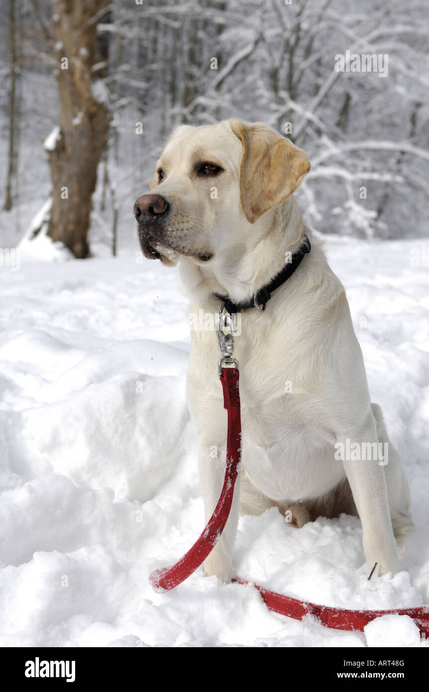 White labrador retriever hi-res stock photography and images - Alamy