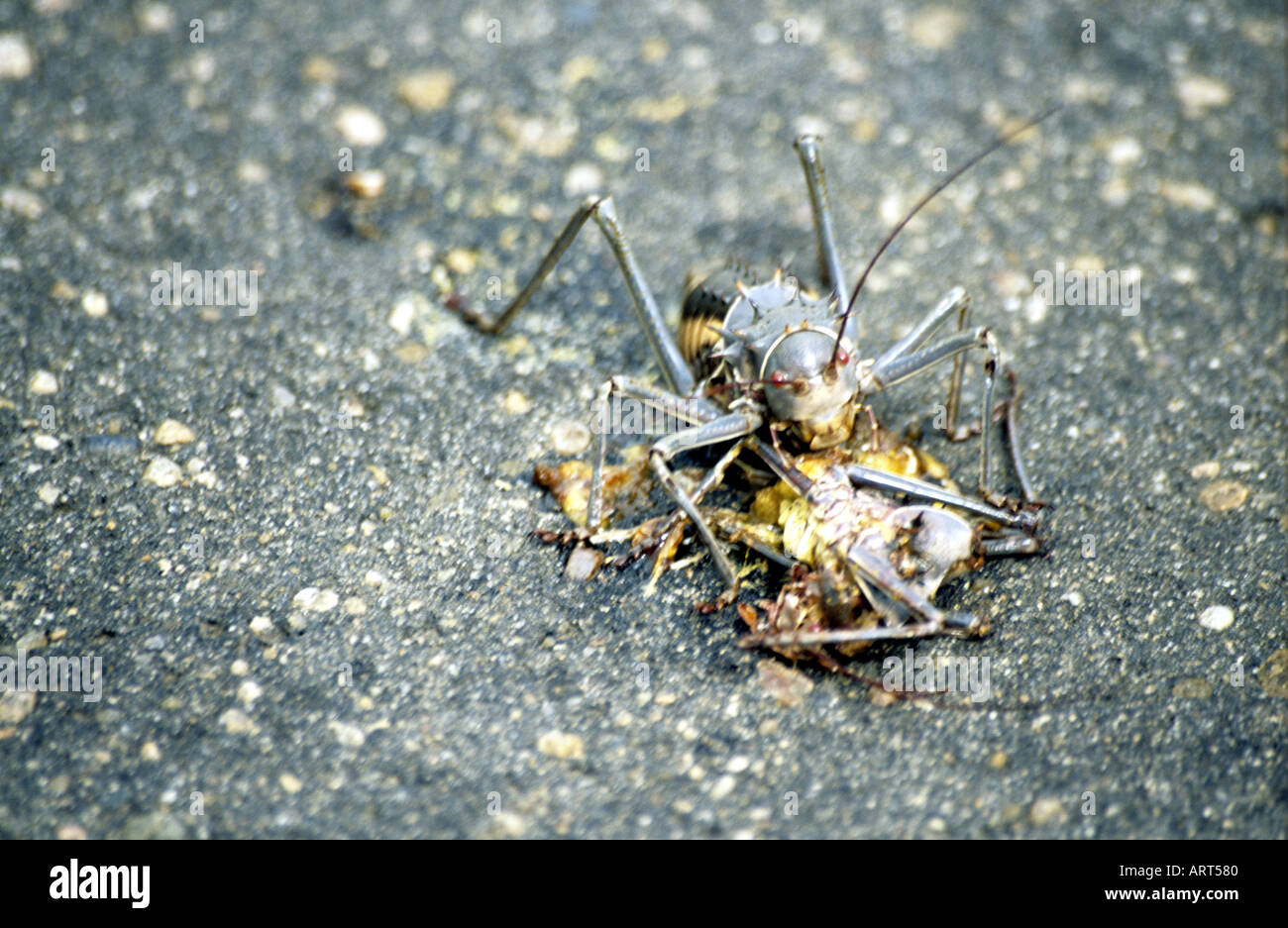 bug eating bug Stock Photo - Alamy