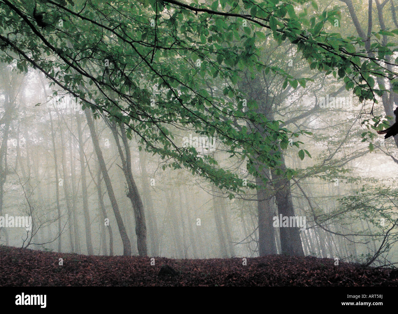 Mist in the forest Stock Photo - Alamy