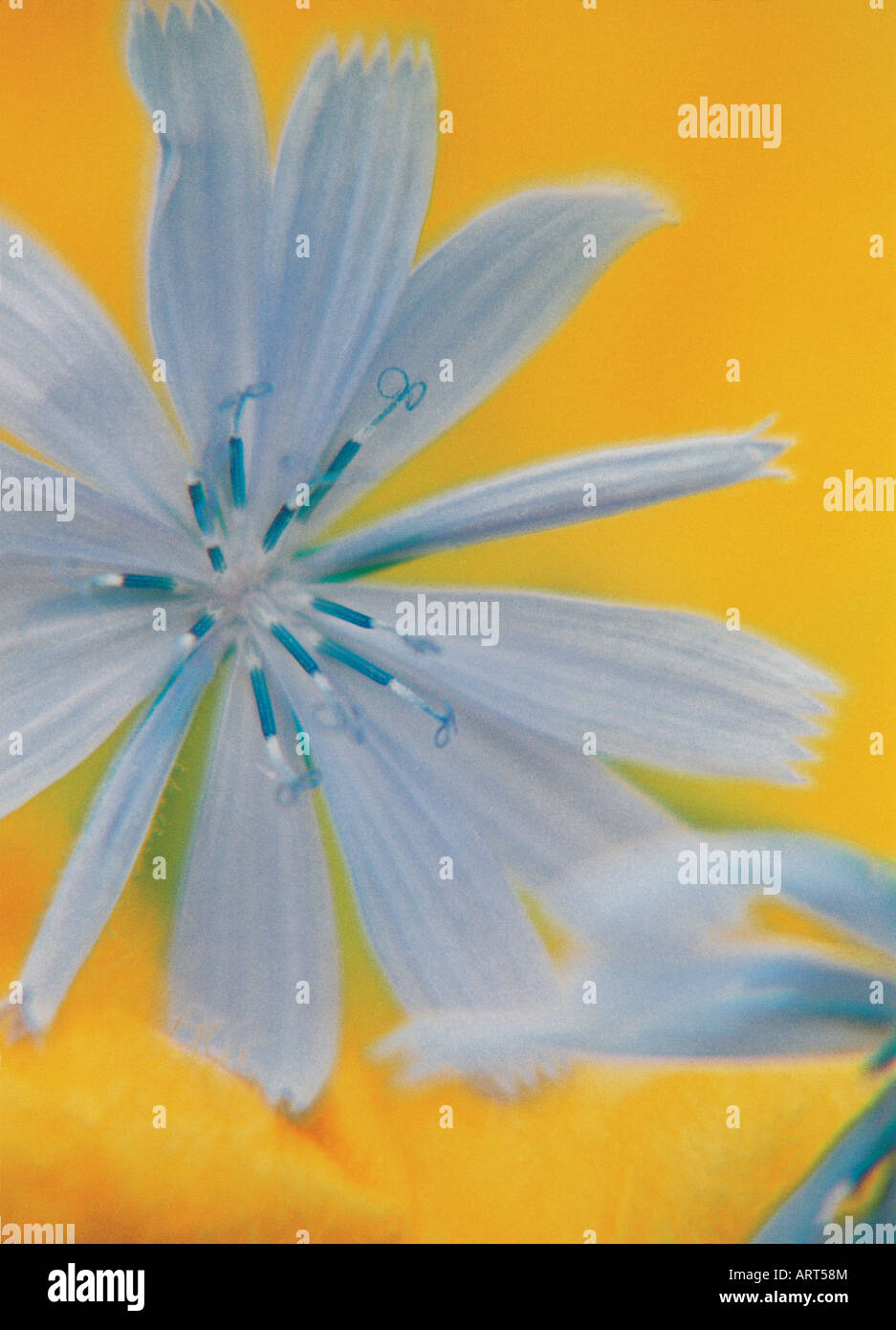 Close-Up of a Flower Stock Photo - Alamy