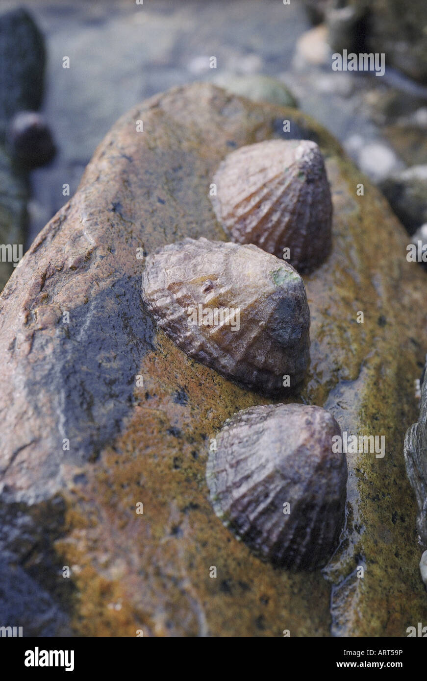 Barnacles in a rock, Cornwall UK Stock Photo - Alamy