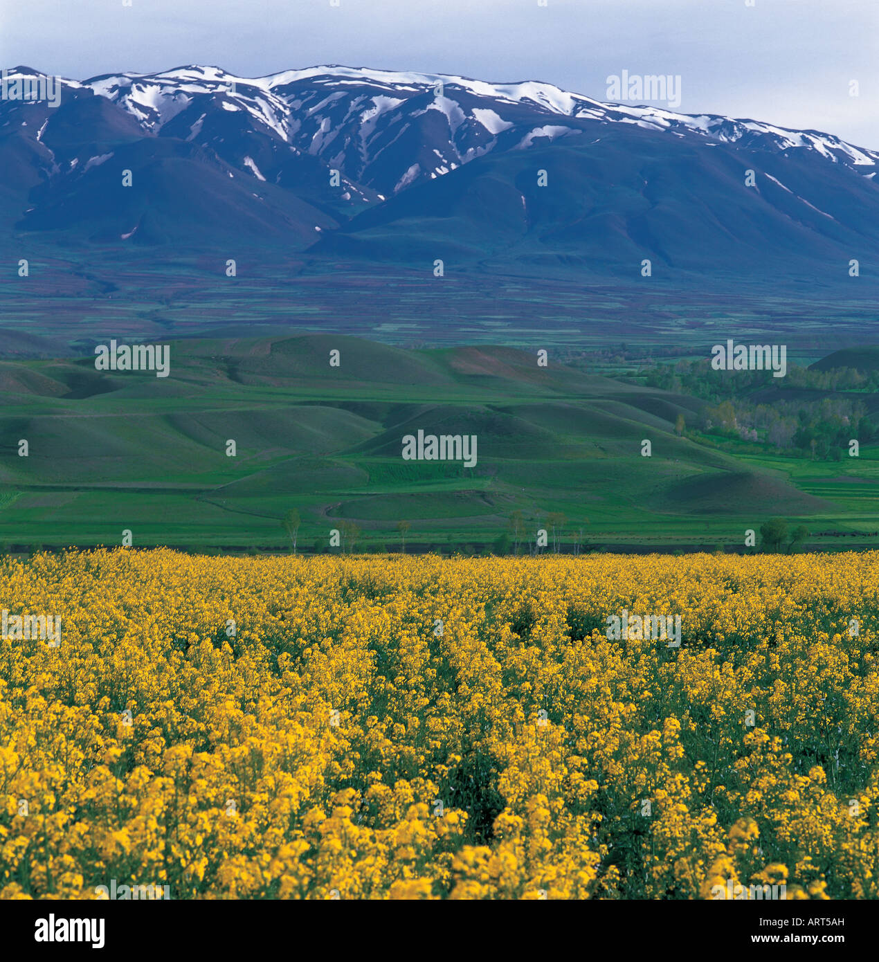 Canola field and snow-covered mountains, Iran Stock Photo - Alamy