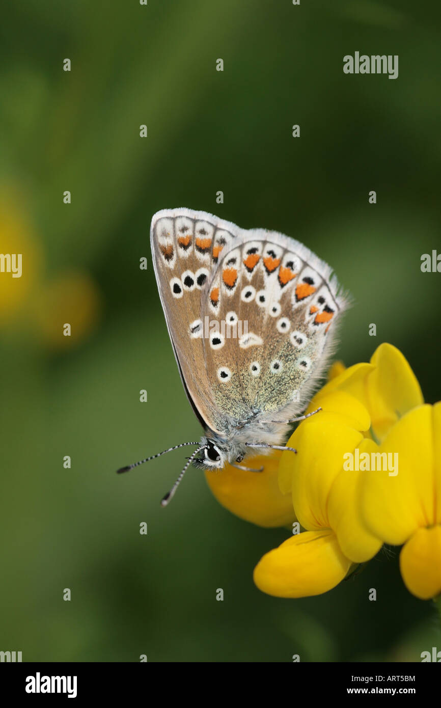 Common Blue Butterfly Polyommatus icarus feeding on Birds foot trefoil ...