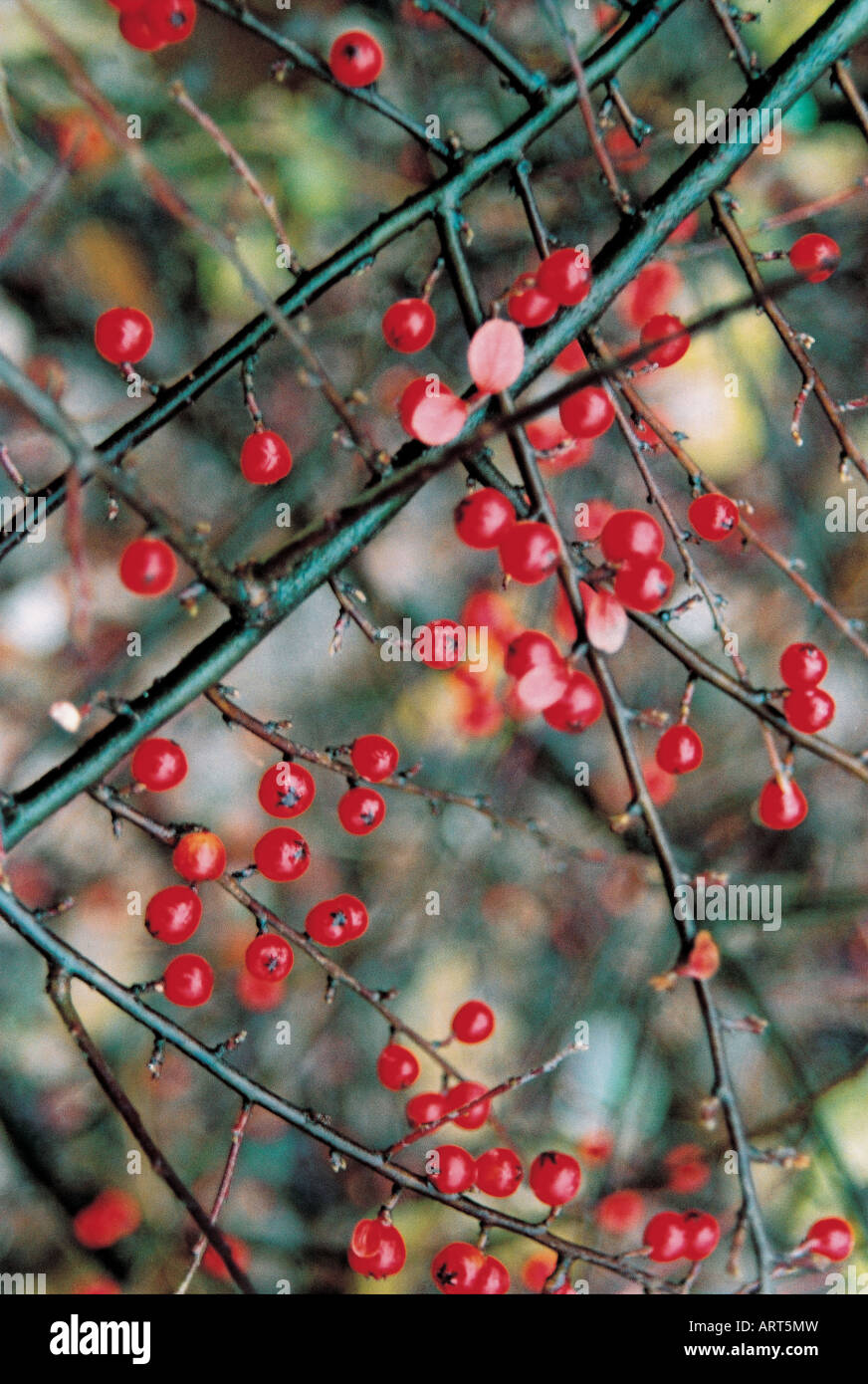 Red berries on a bush Stock Photo - Alamy