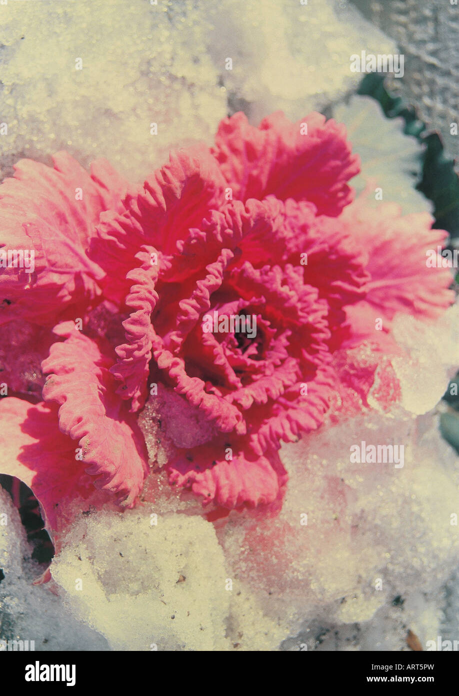 Pink flower frozen in ice Stock Photo - Alamy