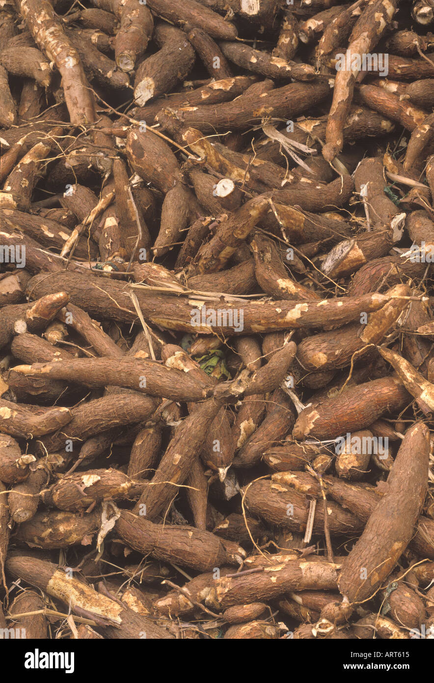 Cassava Roots, Indonesia Stock Photo - Alamy