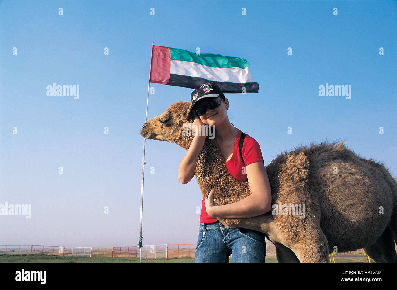 Tourist hugging a camel, United Arab Emirates Stock Photo - Alamy