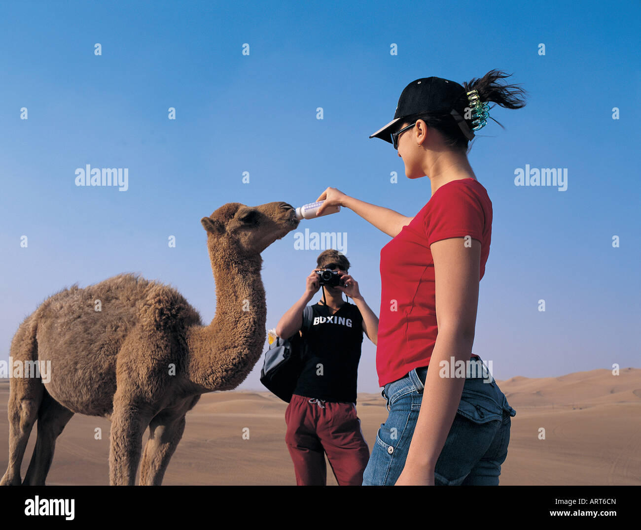 Uae destinations camels hi-res stock photography and images - Alamy