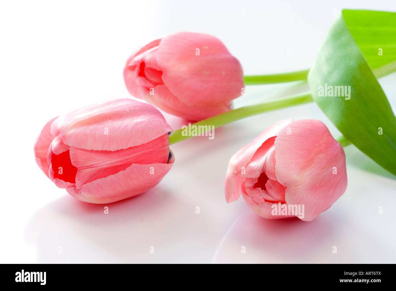 three pink tulpis Stock Photo - Alamy
