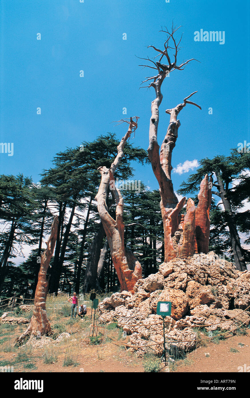 Cedar trees in Lebanon Stock Photo - Alamy