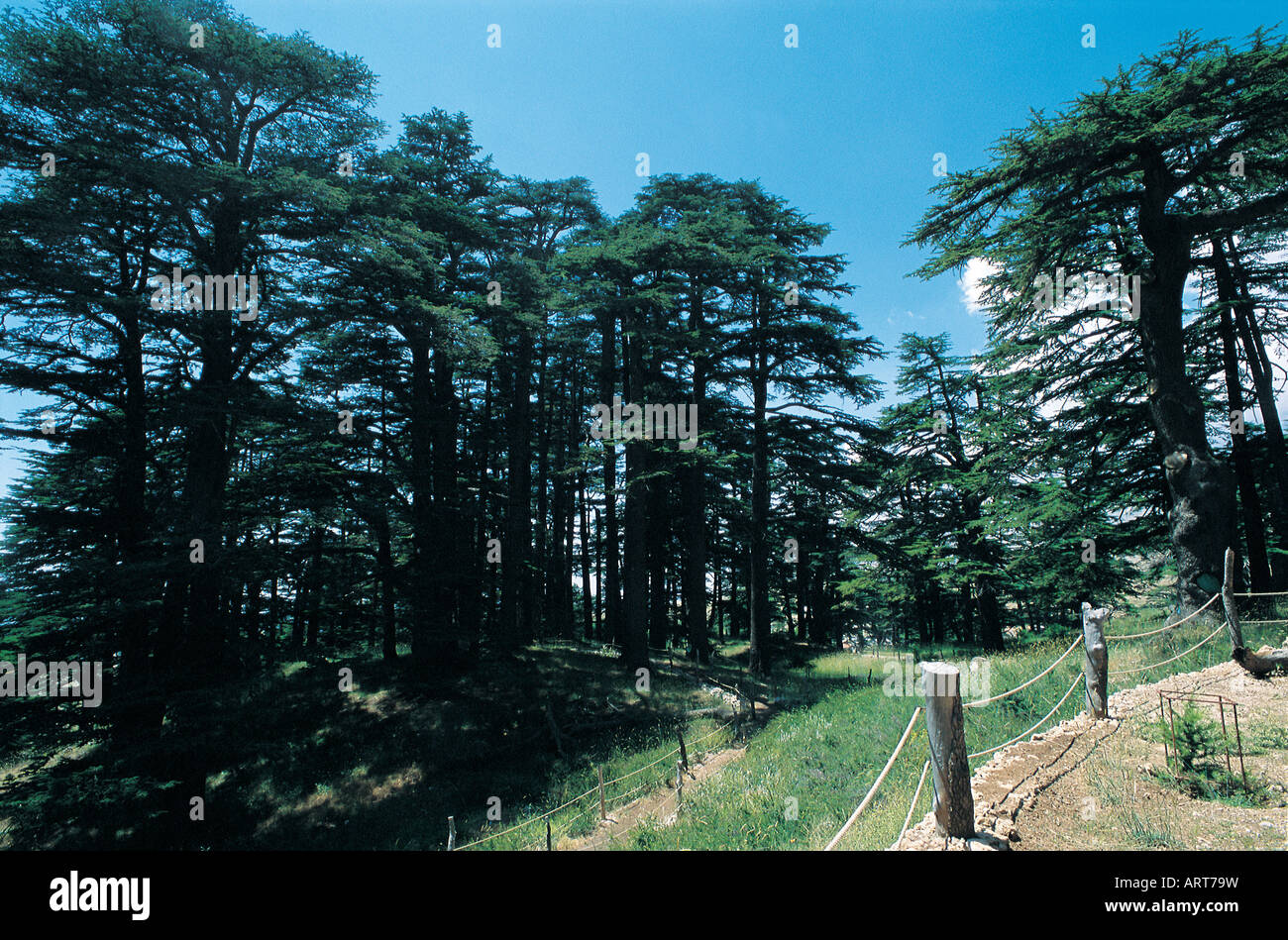 Cedar trees in Lebanon Stock Photo - Alamy