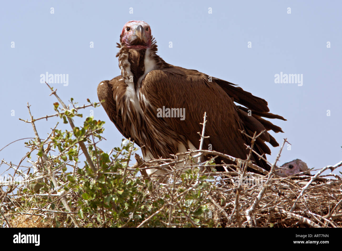 Lapped Faced Vulture Stock Photo - Alamy