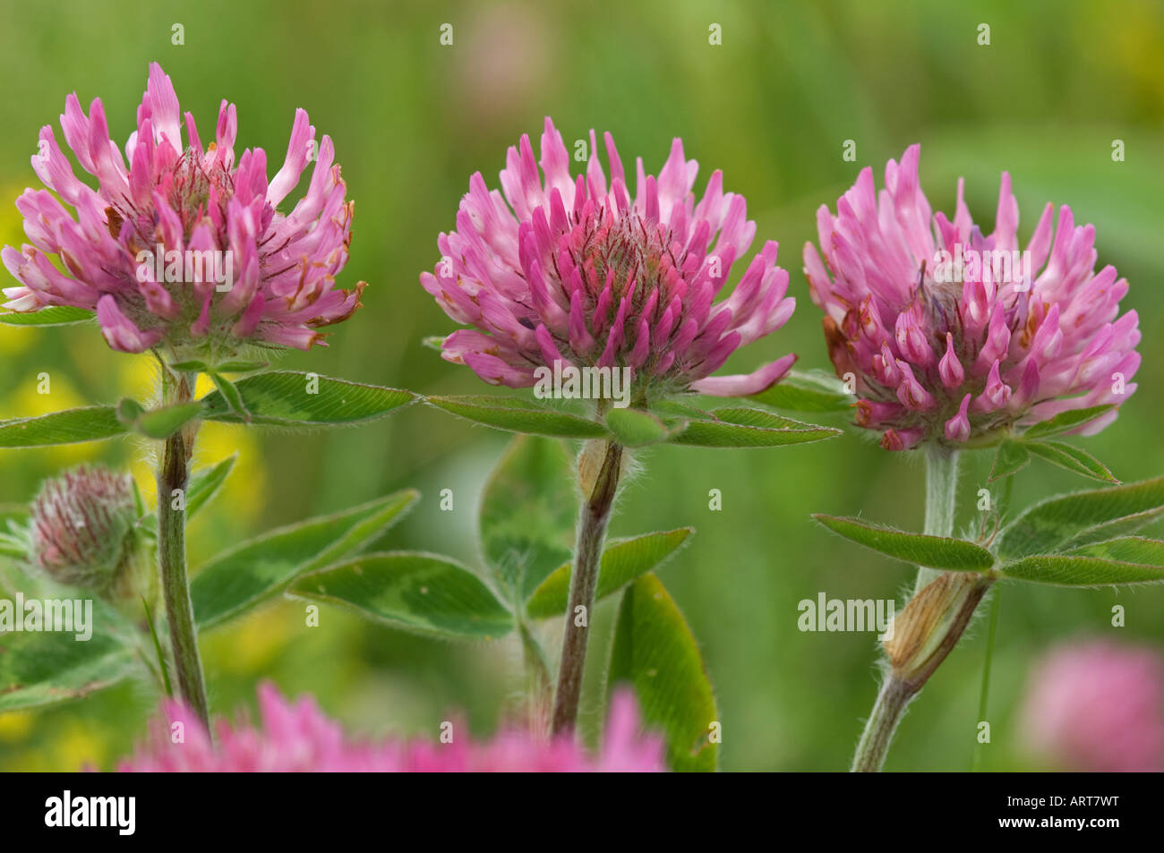 Red Clover (Trifolium pratense) three flower heads Stock Photo - Alamy