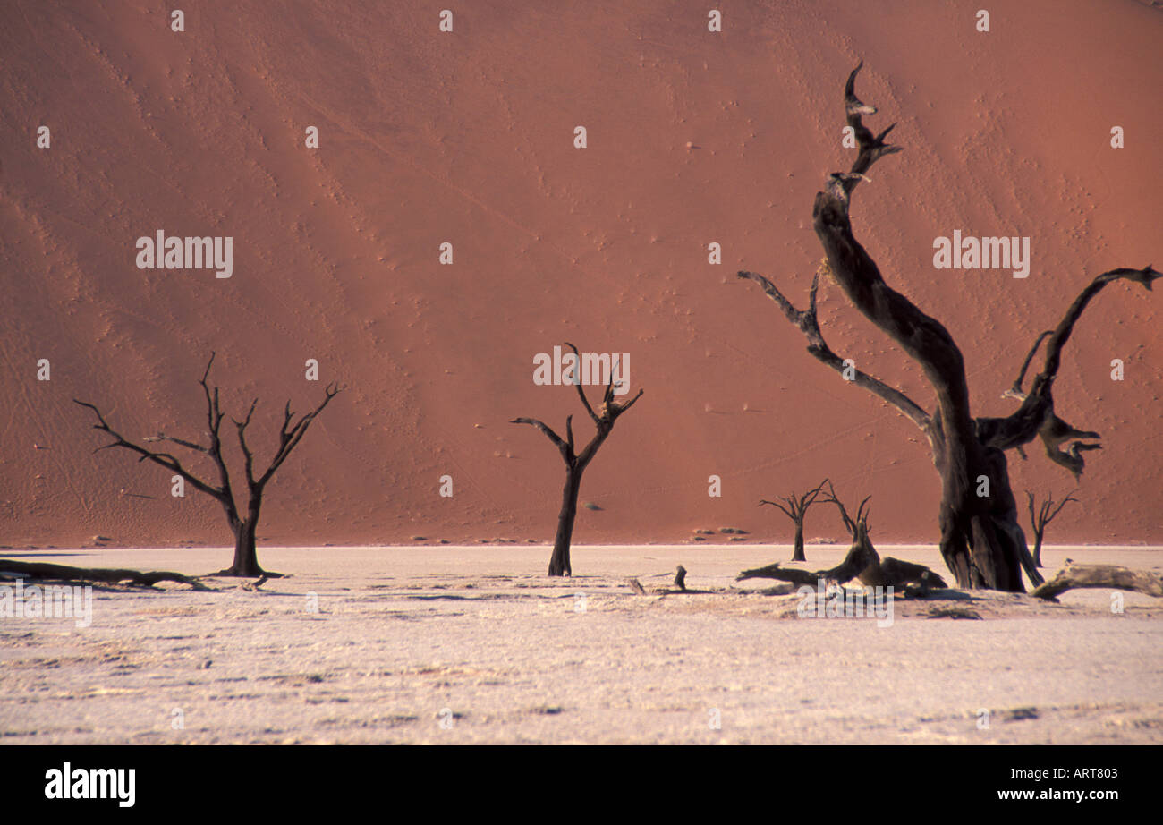 Skeleton trees in namibia hi-res stock photography and images - Alamy