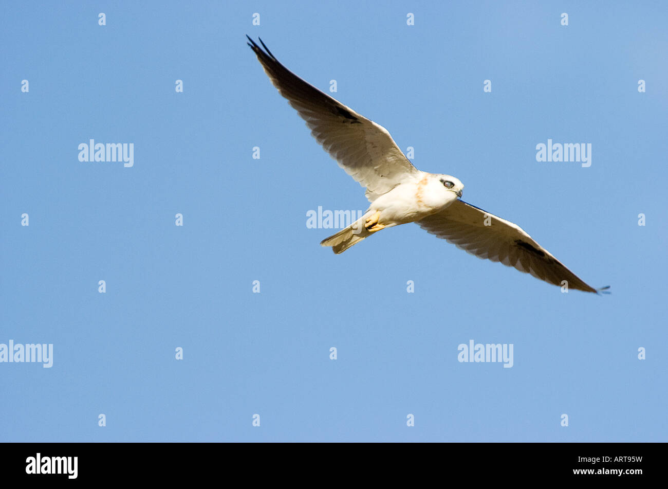 Juvinile Black shouldered Kite Elanus axillaris in flight Stock Photo ...