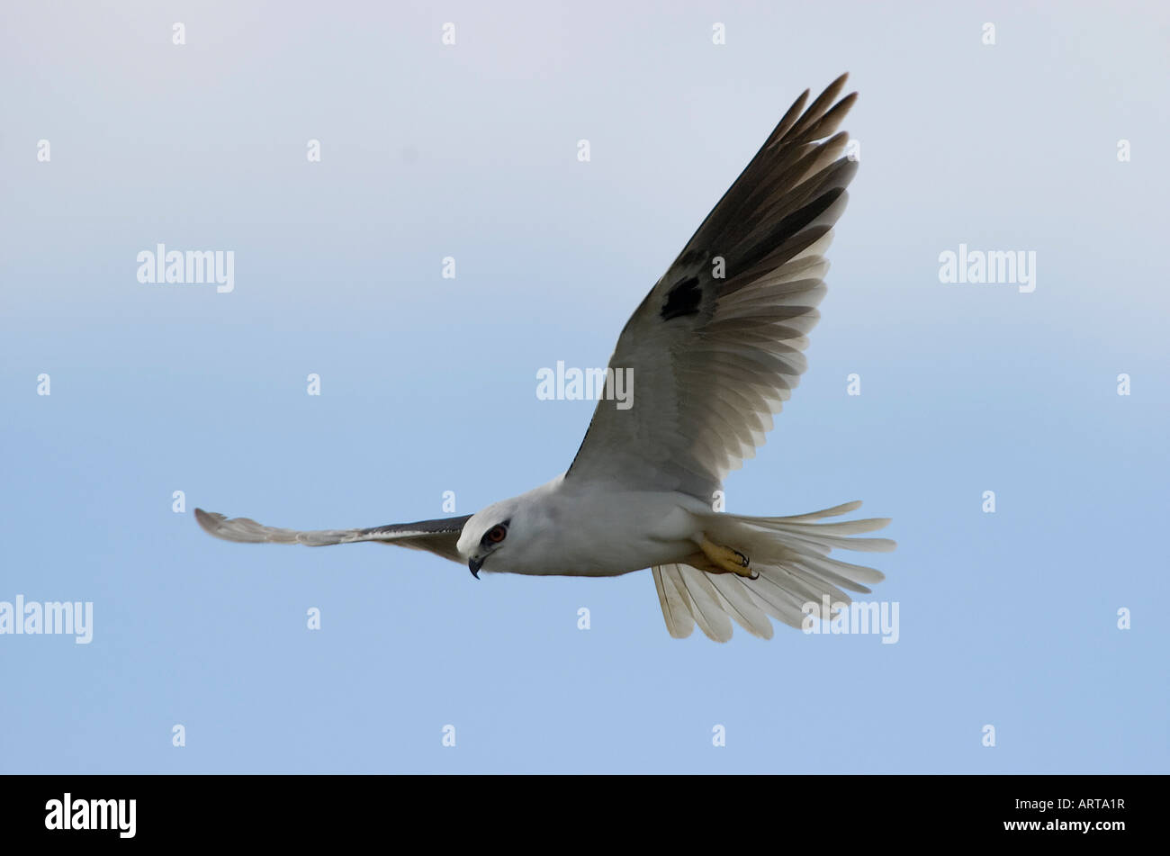 Australian black shouldered kites hi-res stock photography and images ...