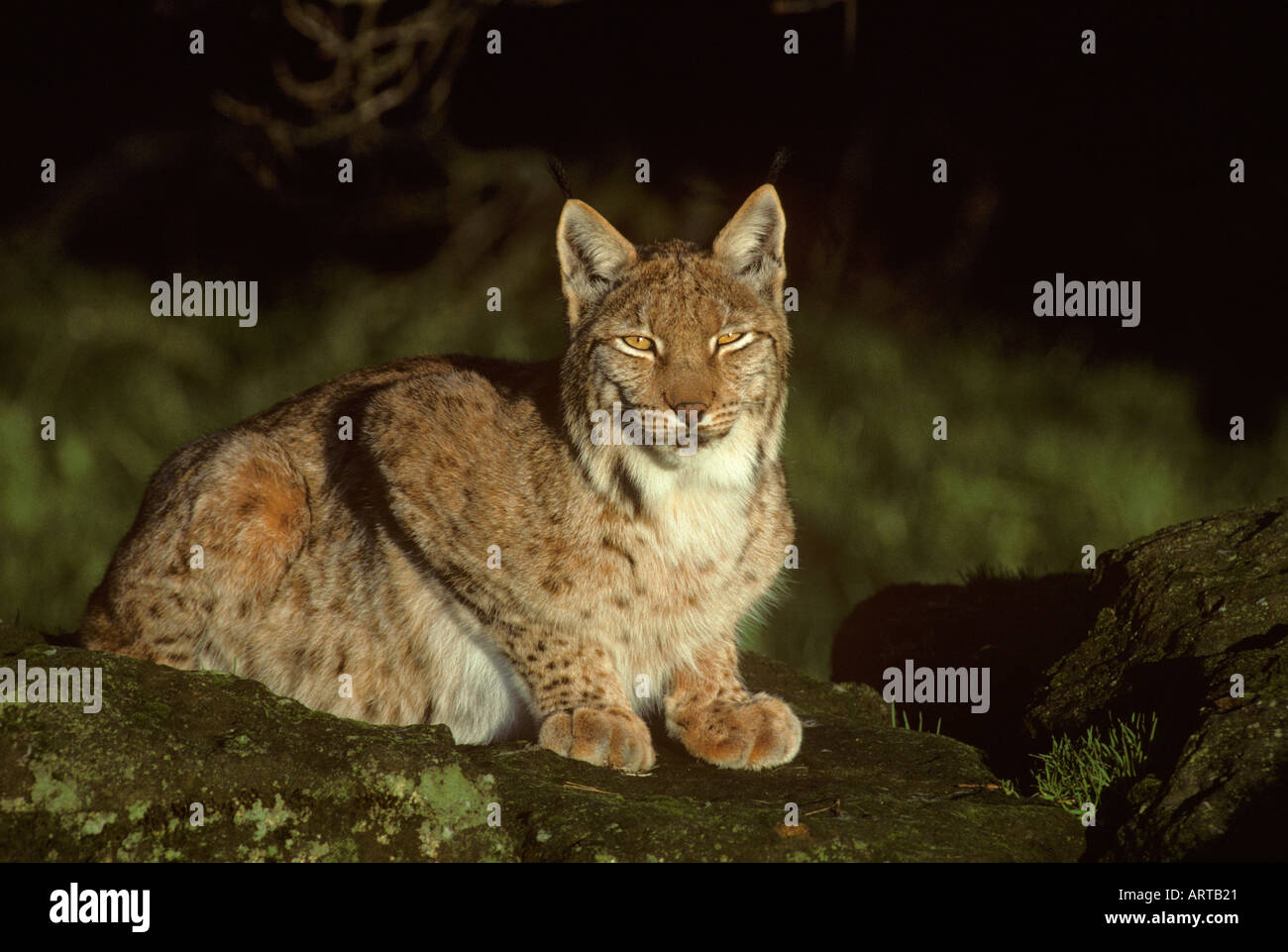 European Lynx Lynx lynx Stock Photo - Alamy