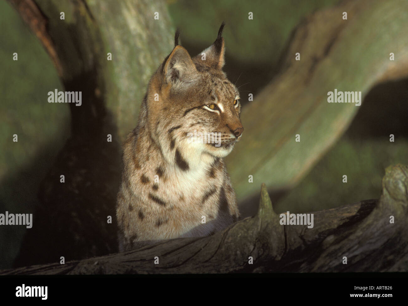 European Lynx Lynx lynx Stock Photo - Alamy