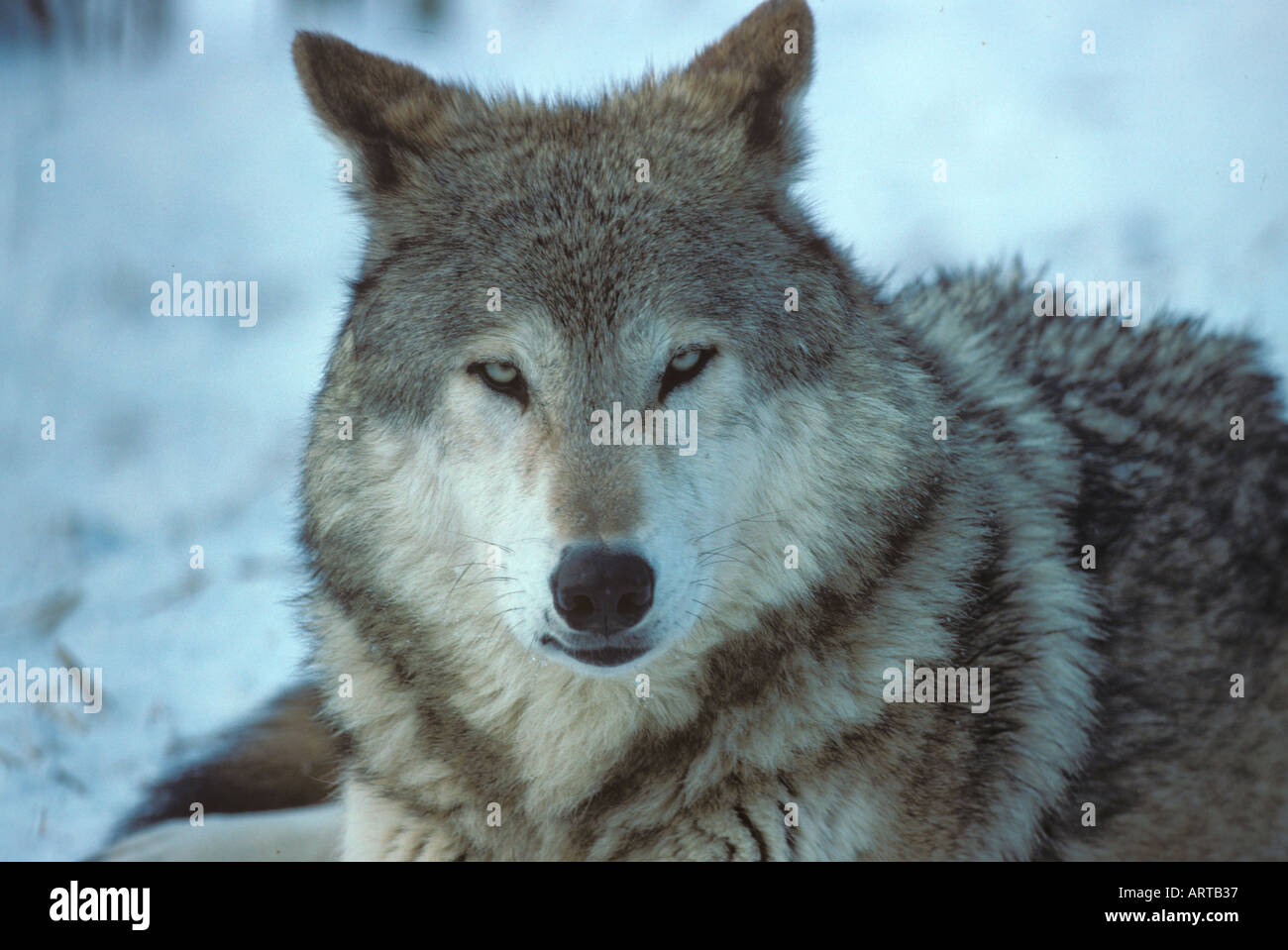 European Wolf Canis lupus Stock Photo - Alamy