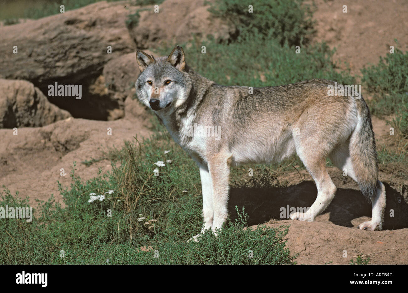 European Wolf Canis lupus Stock Photo - Alamy