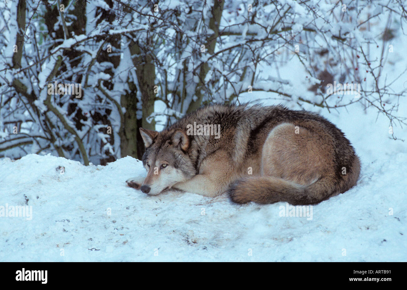 European Wolf Canis lupus in Snow Stock Photo - Alamy