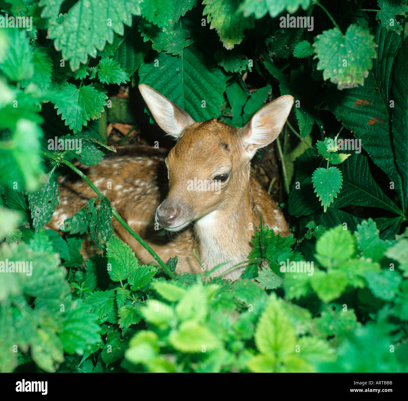 Fallow Deer Fawn Dama dama Stock Photo - Alamy