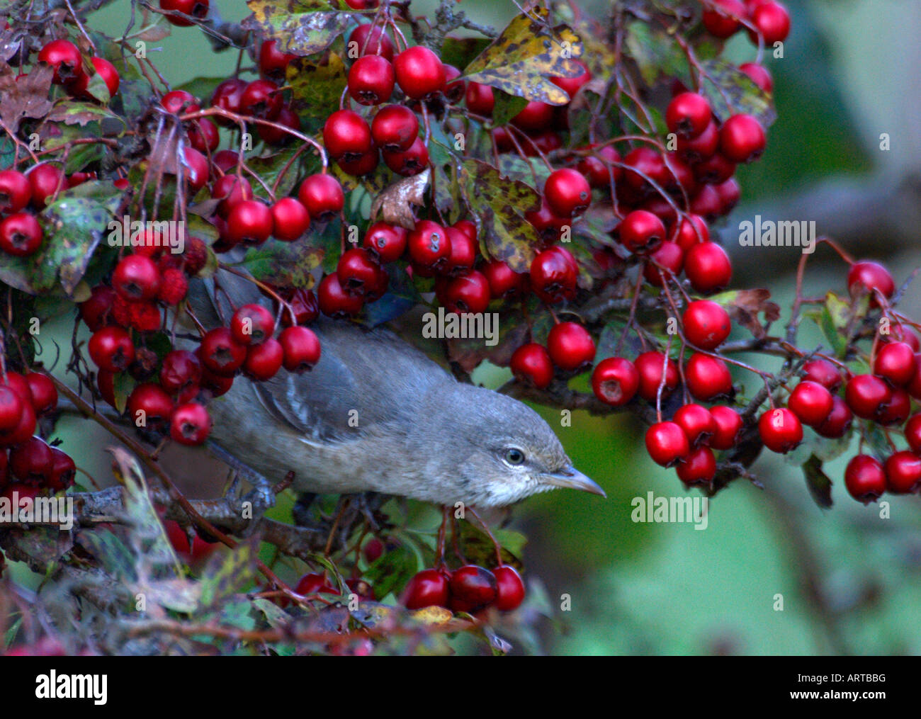 Curruca gavilana hi-res stock photography and images - Alamy