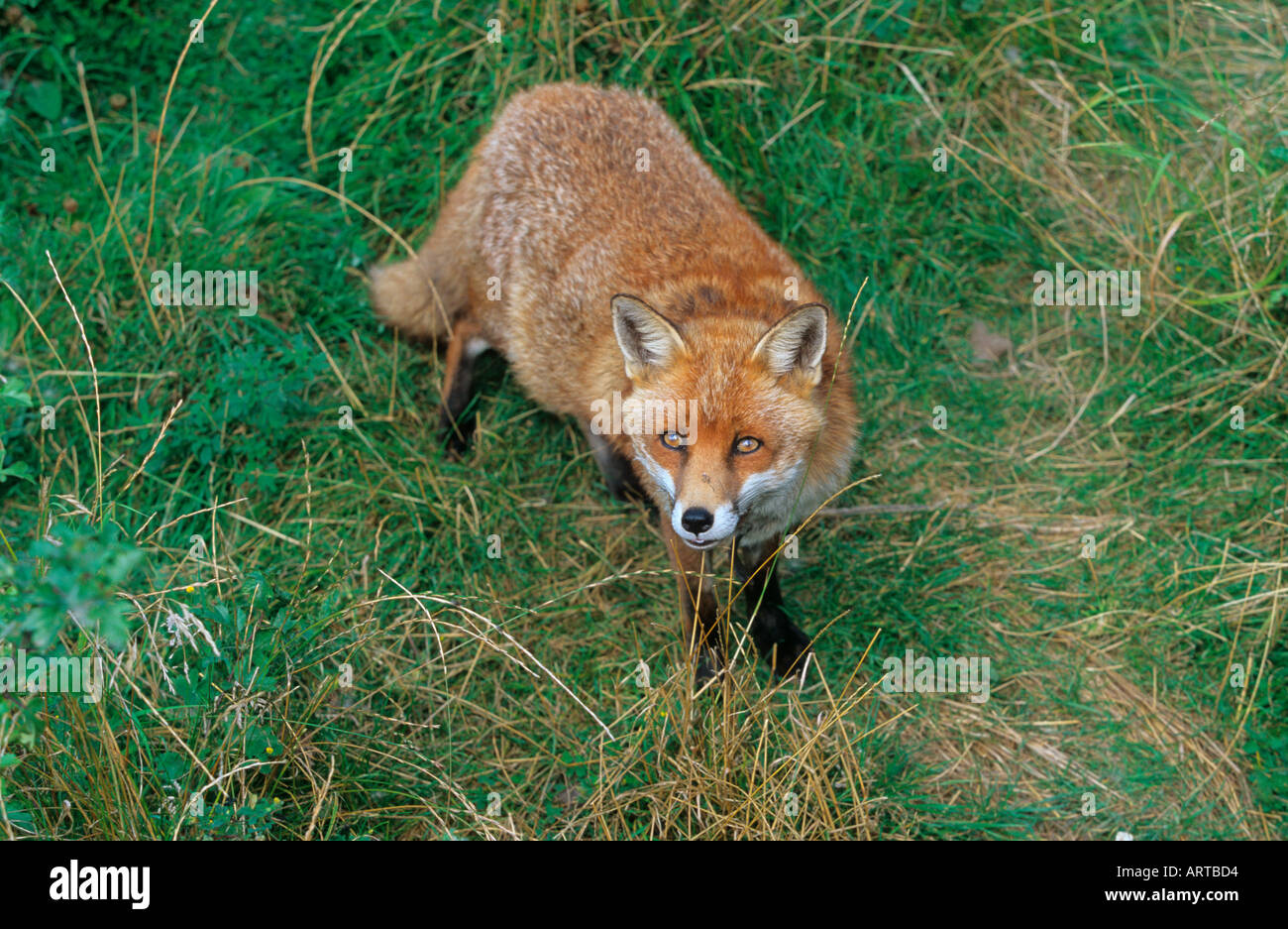 Fox Vulpes vulpes hunting in scrub land Norfolk Stock Photo - Alamy