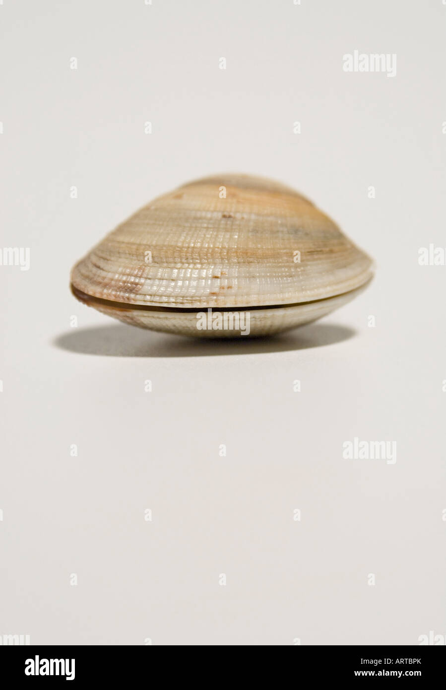 CLAM ON WHITE BACKGROUND Stock Photo - Alamy