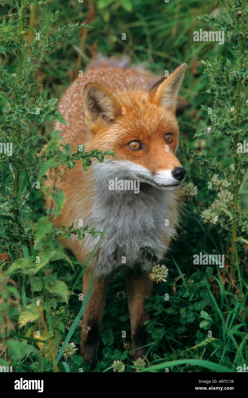 Red fox hunting rabbits hi-res stock photography and images - Alamy