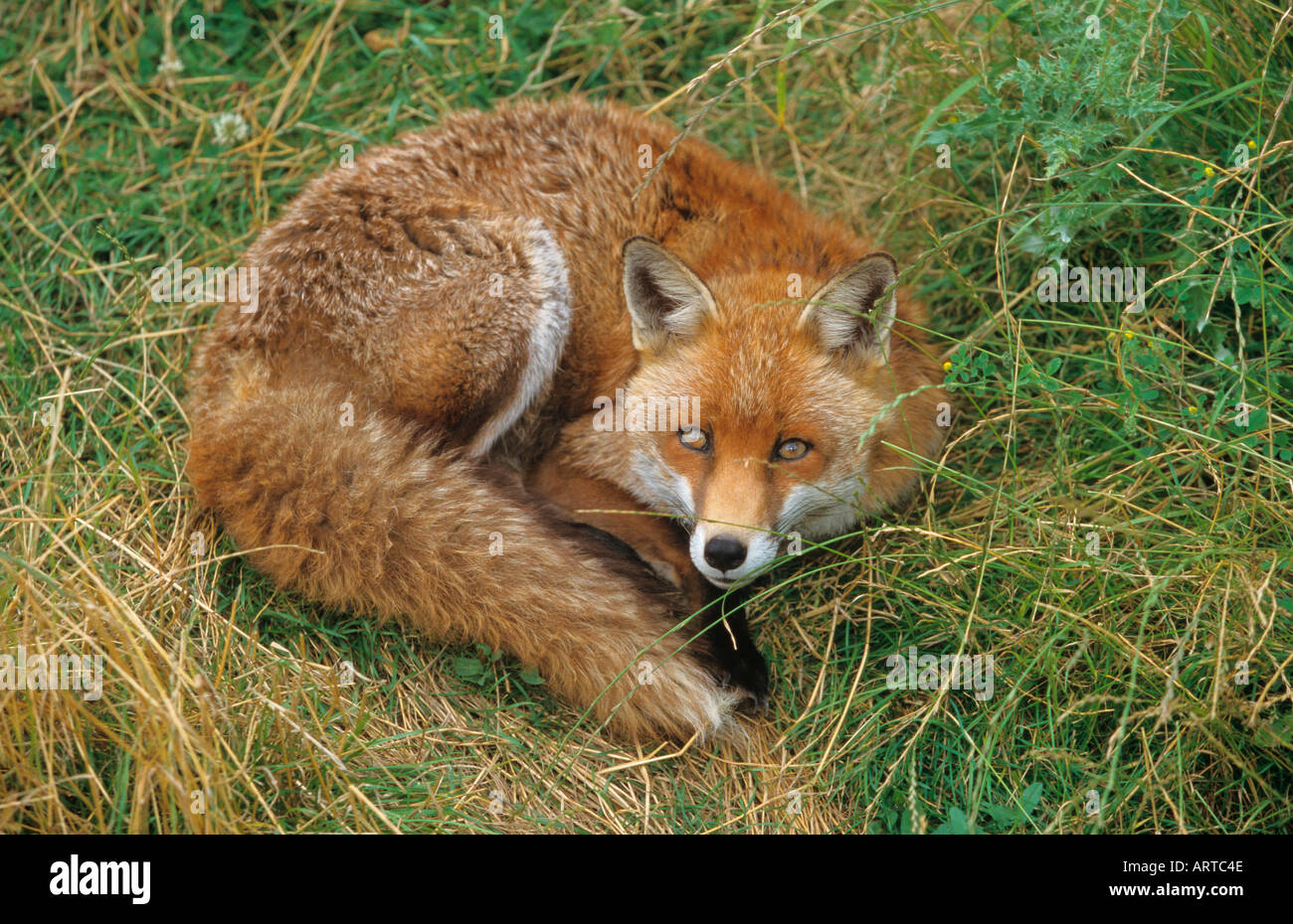Red fox watching rabbits hi-res stock photography and images - Alamy