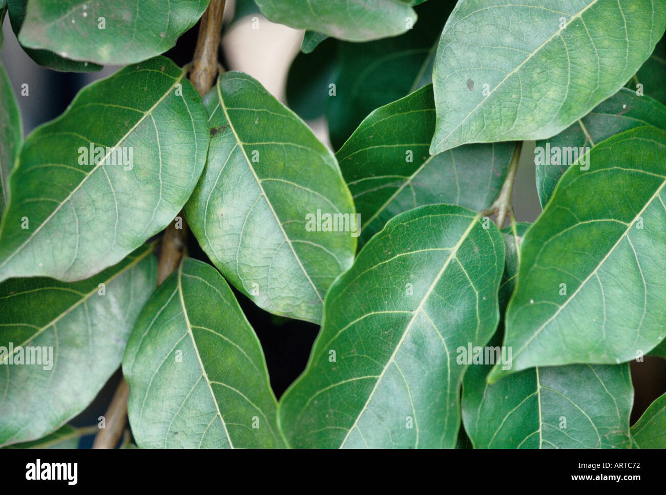 Combretum micranthum hi-res stock photography and images - Alamy