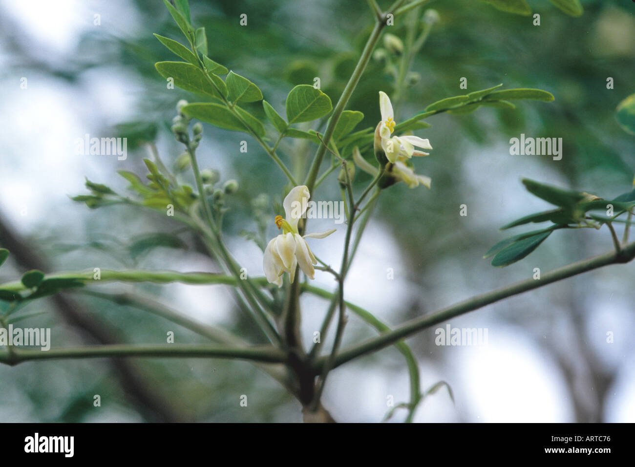 Moringa oleifeira Fam Moringaceae Stock Photo - Alamy