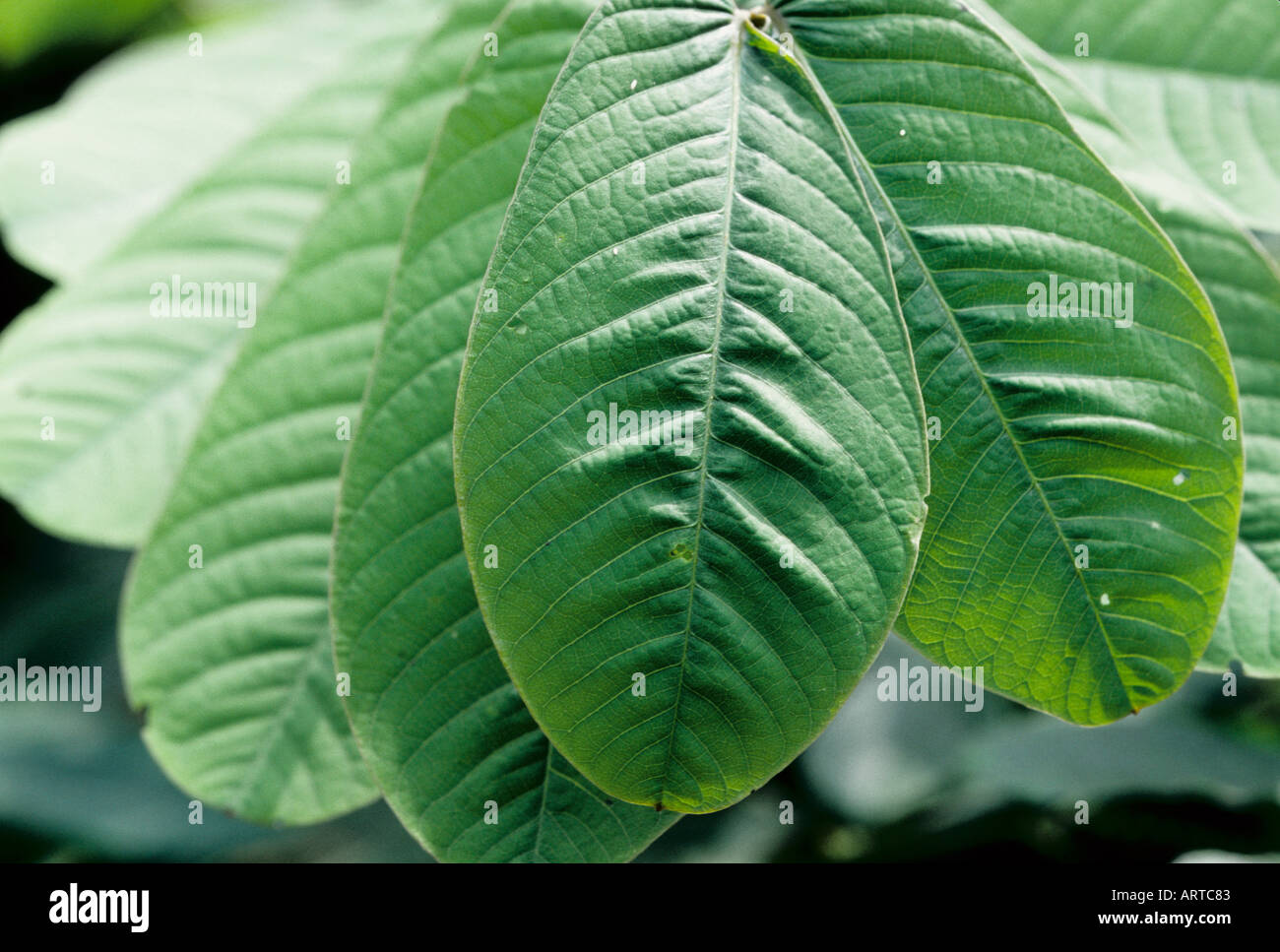 Cassia alata hi-res stock photography and images - Alamy