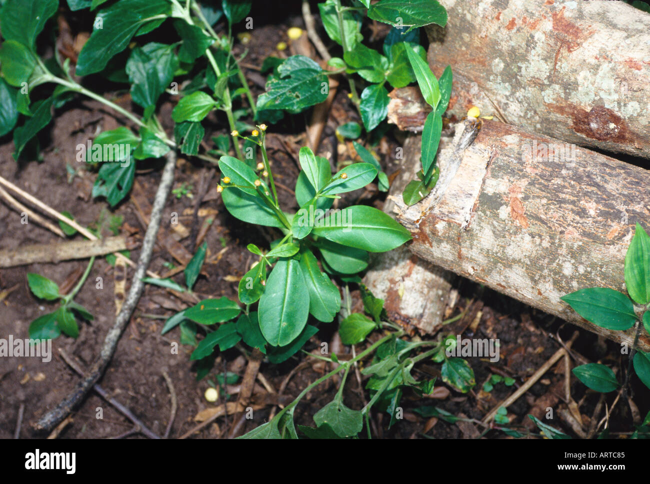 Triangula hi-res stock photography and images - Alamy