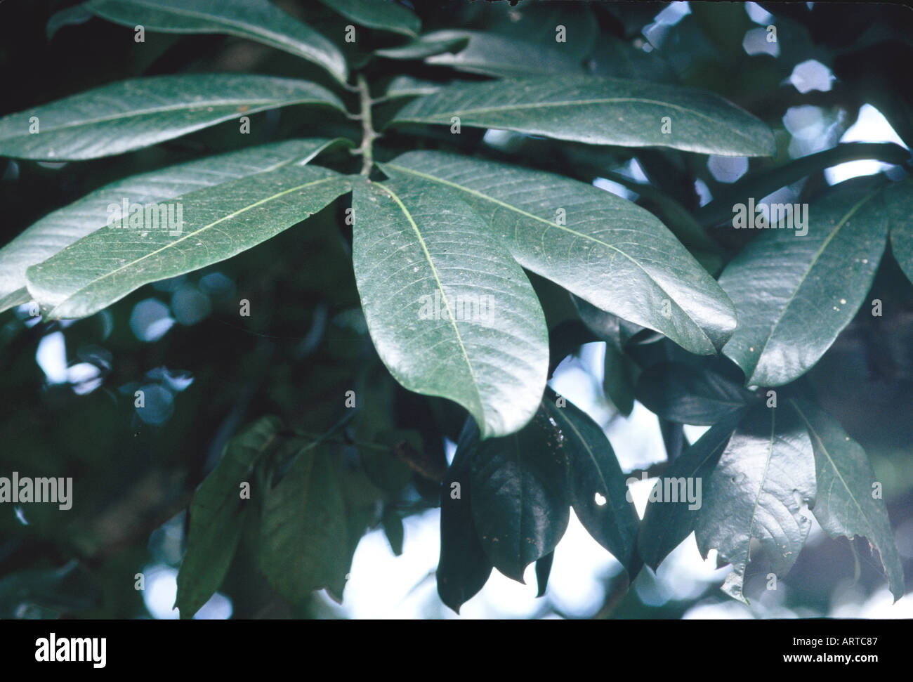 Monodora nyristiea Stock Photo - Alamy