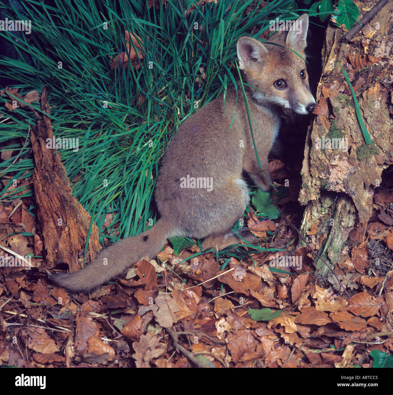 Tail kits hi-res stock photography and images - Alamy