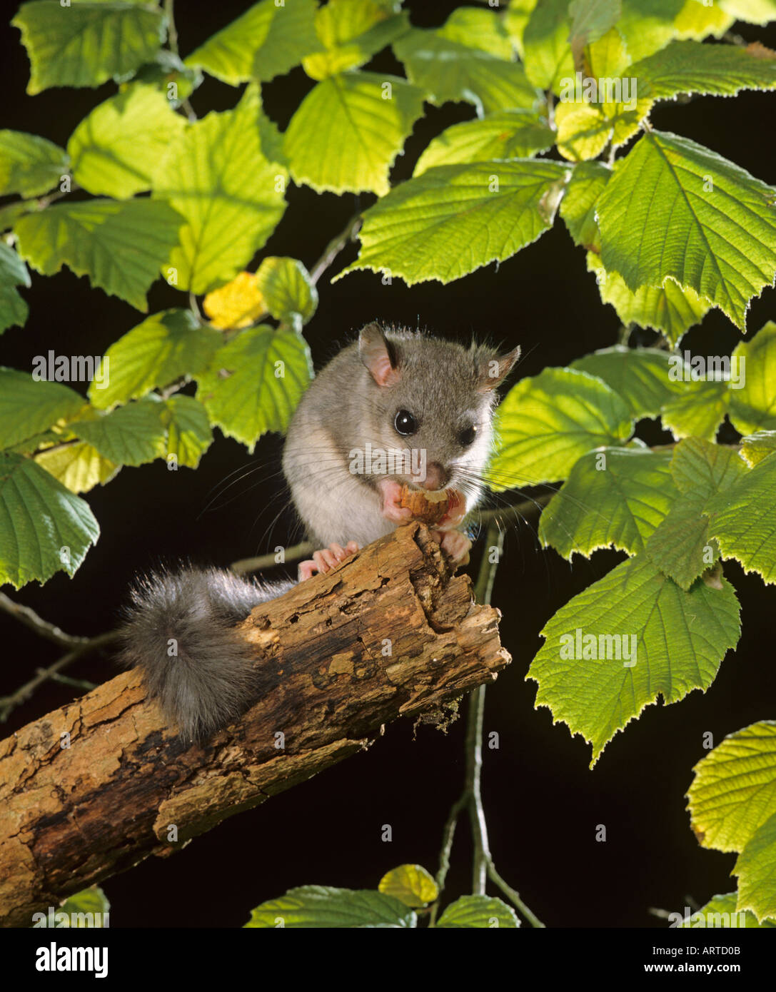 European edible dormouse hi-res stock photography and images - Alamy