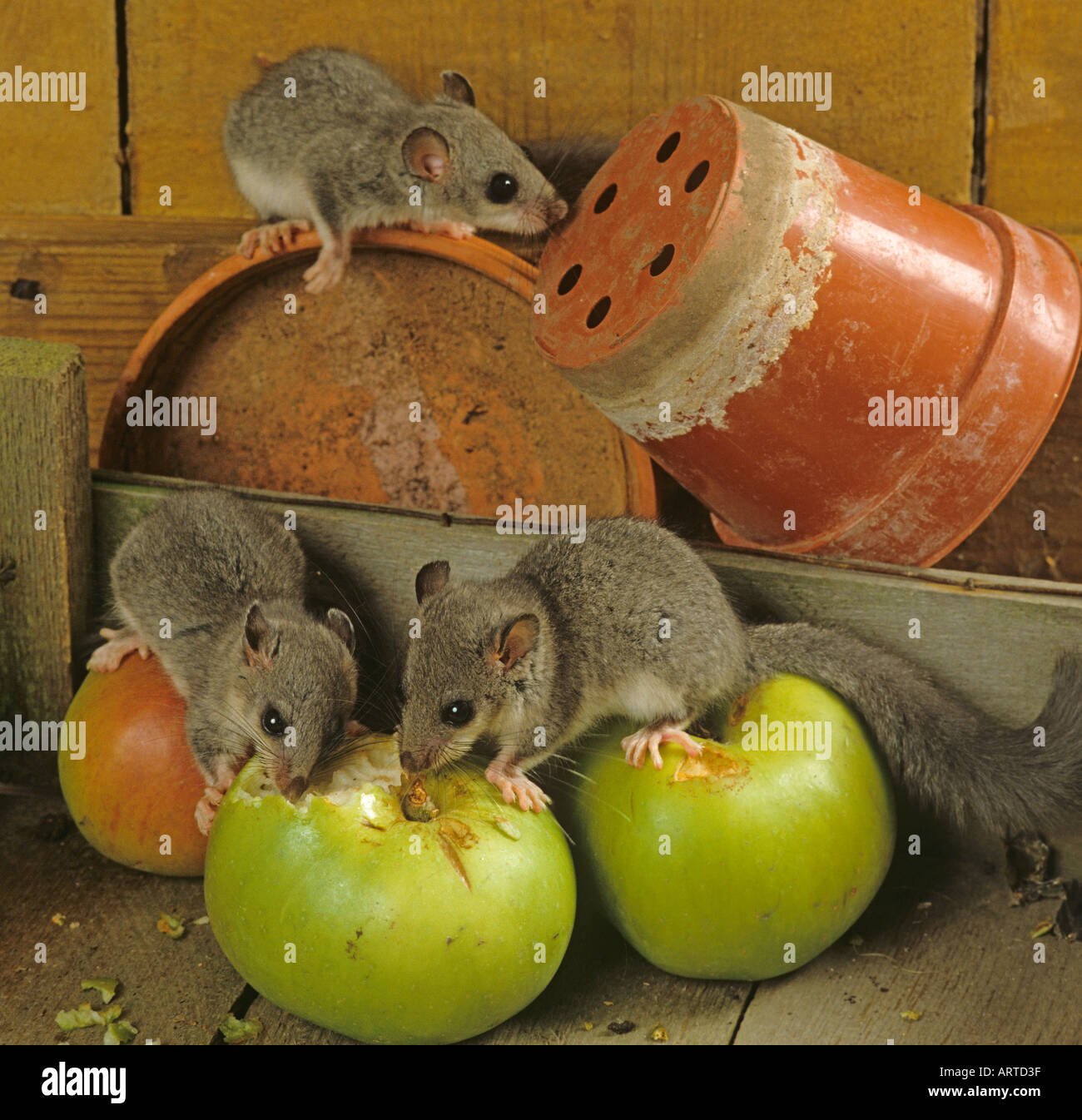 Edible Dormouse Glis glis group eating apples Hertfordshire Stock Photo ...
