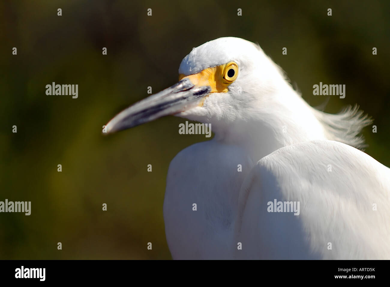 Long legged white egret hi-res stock photography and images - Alamy
