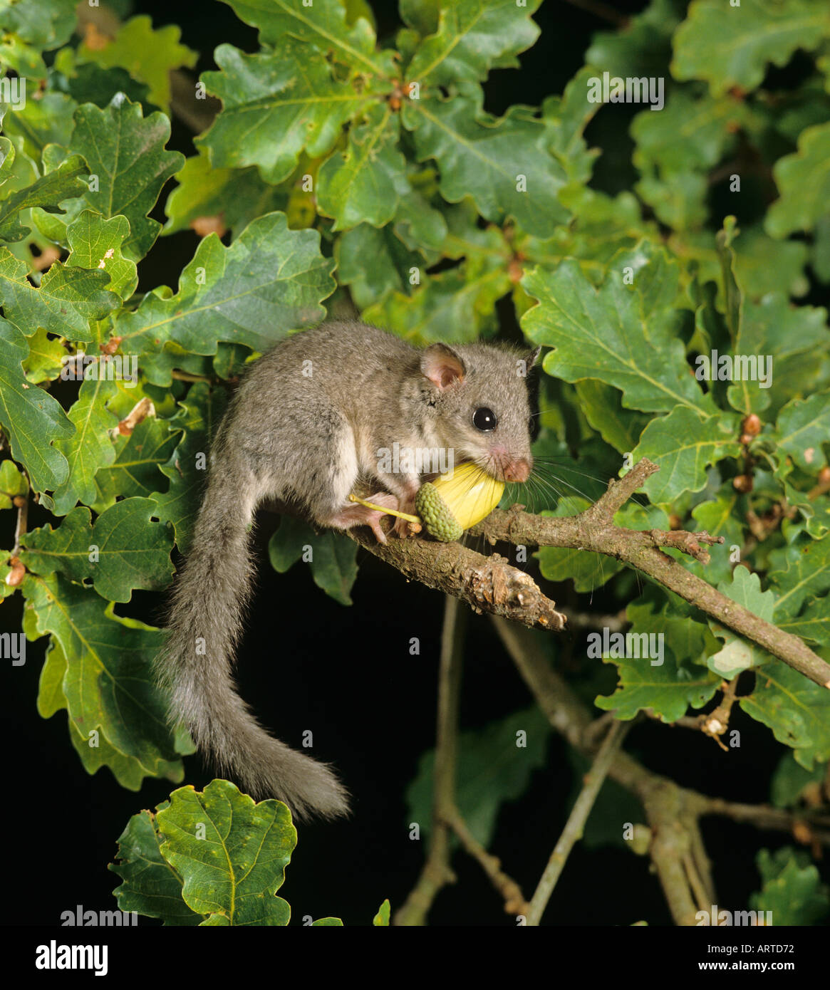 European edible dormouse hi-res stock photography and images - Alamy