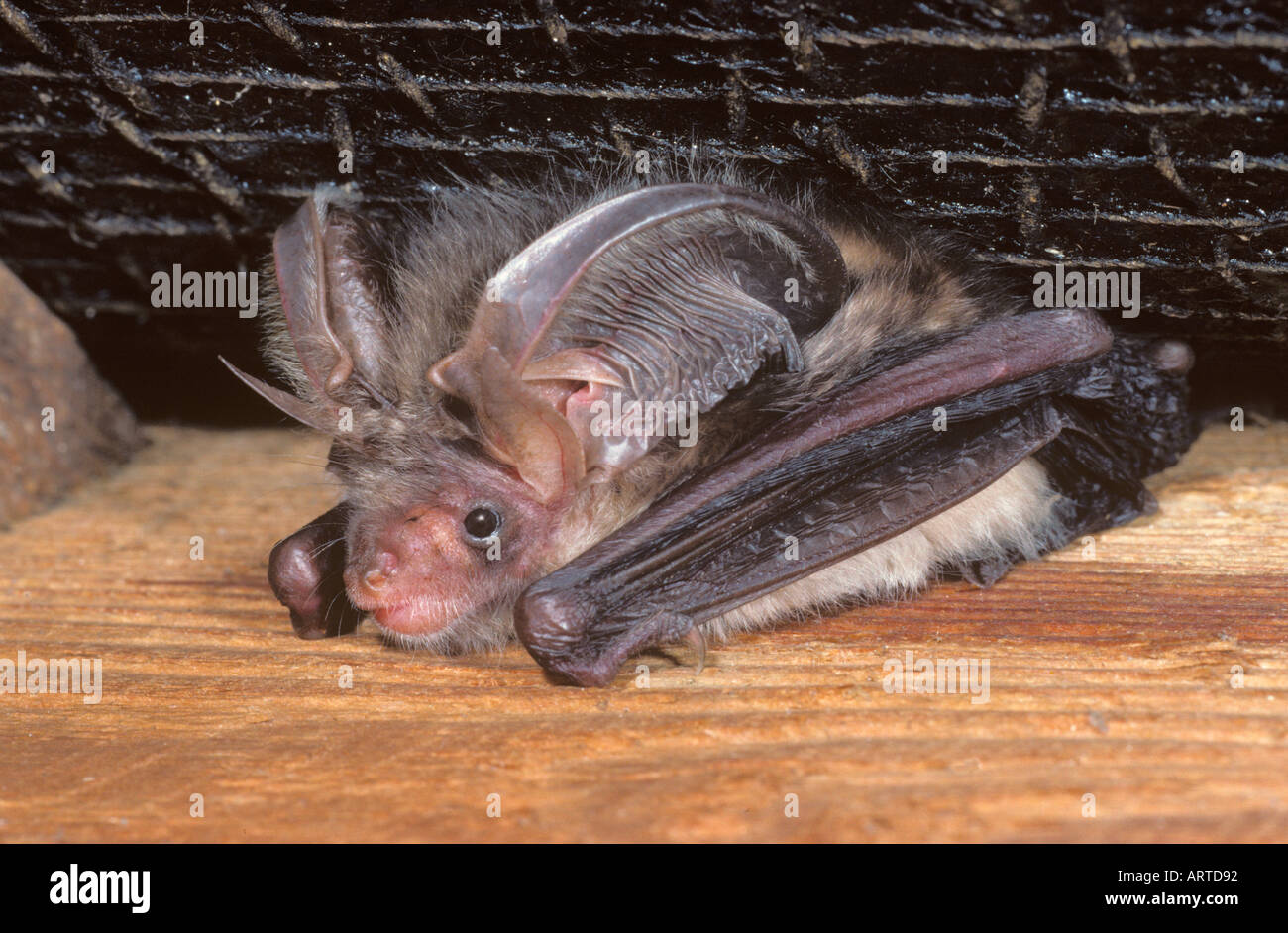 Wild Plecotus Stock Photos & Wild Plecotus Stock Images - Alamy